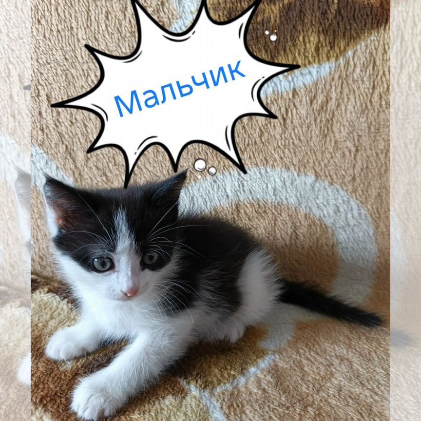 Котёнок в добрые руки