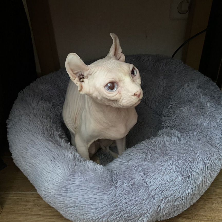 Канадский сфинкс эльф кошка