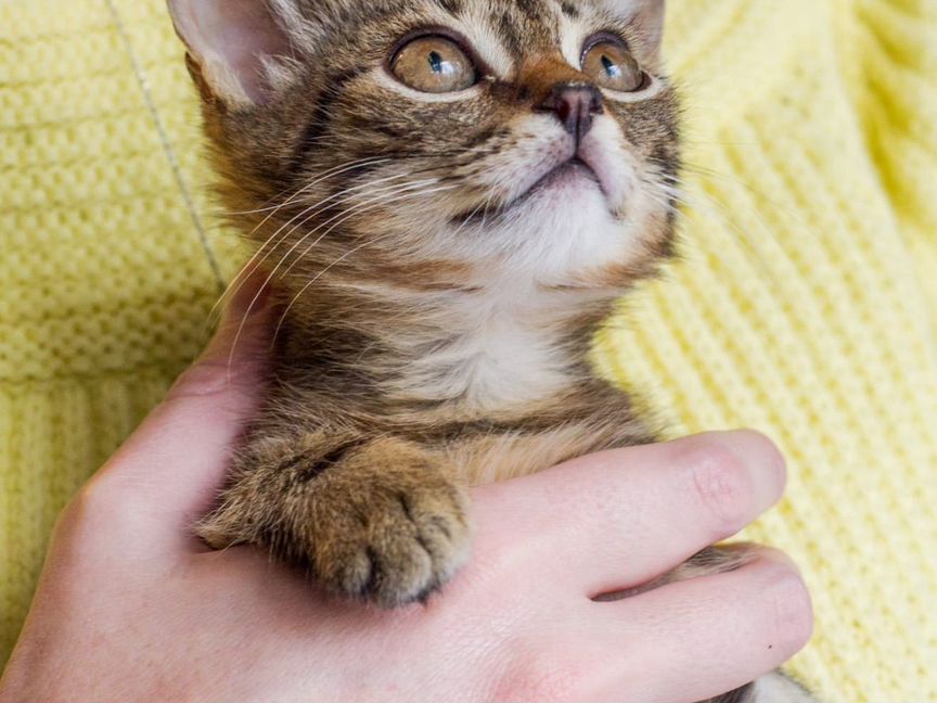 Котенок мальчик 2 месяца
