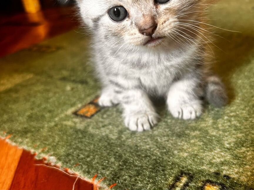 Шотландская