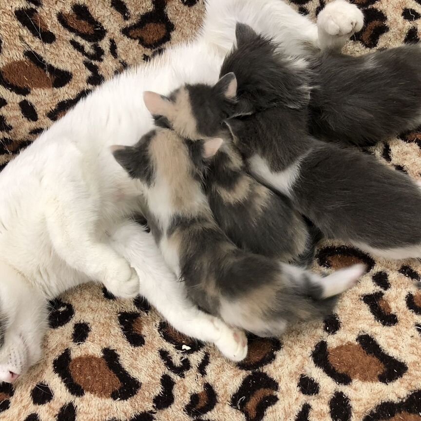 Котята в добрые руки 1 месяц