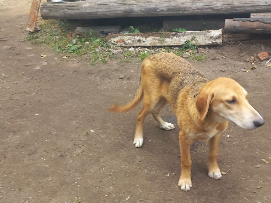 Русская гончая