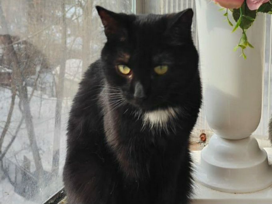 Добрая серьезная Кошечка в добрые руки