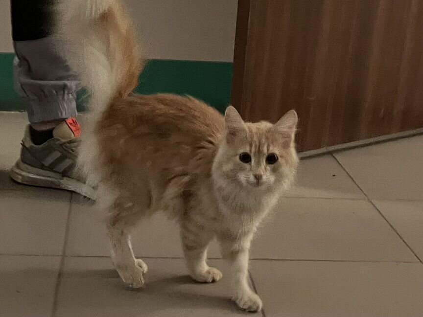 Рыжий котенок Персей