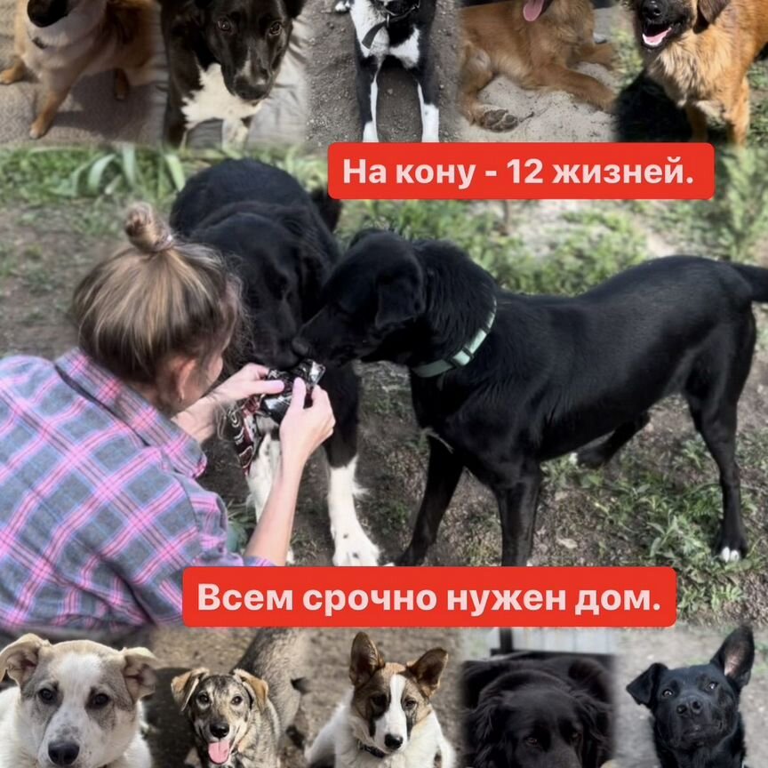 В добрые руки