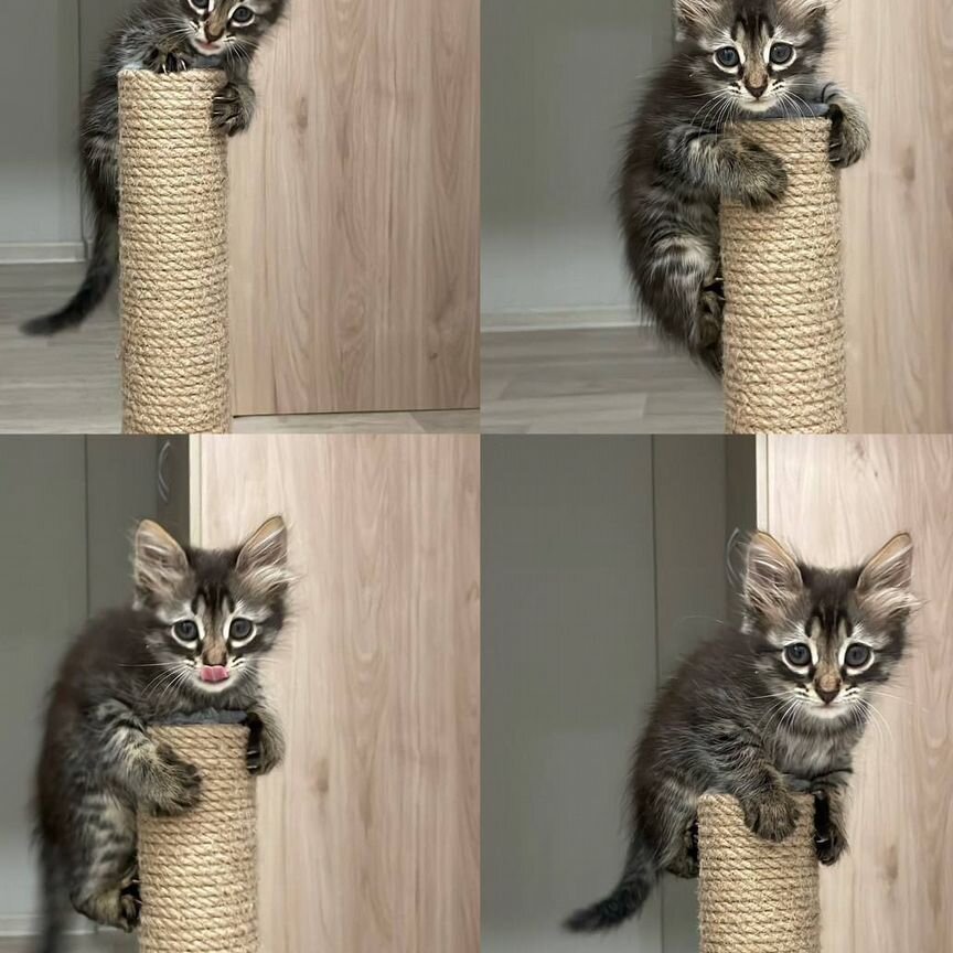 Котята девочки