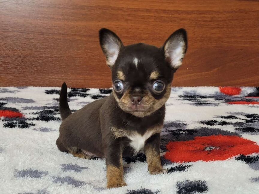 Мальчик чихуахуа