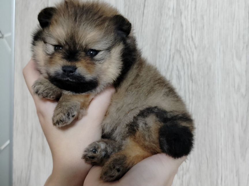 Шикарные мишки померанского шпица