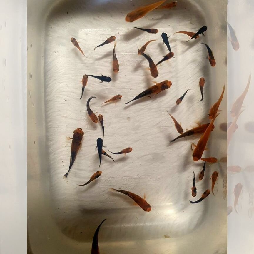 Меченосцы тигровые