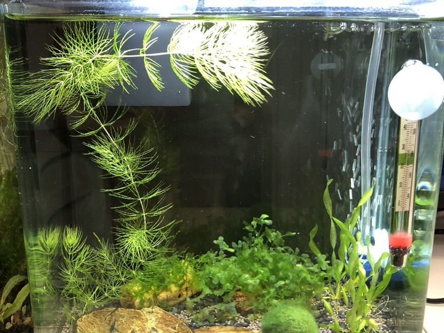 Аквариум с рыбками