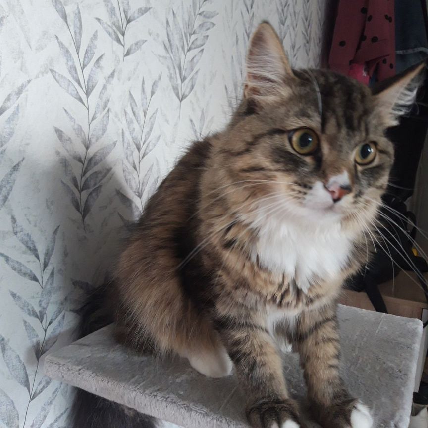 Сибирская кошка