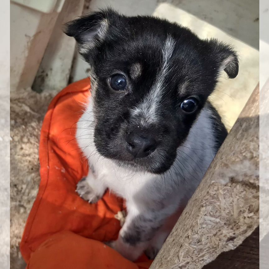 Щенок мальчик ищет семью