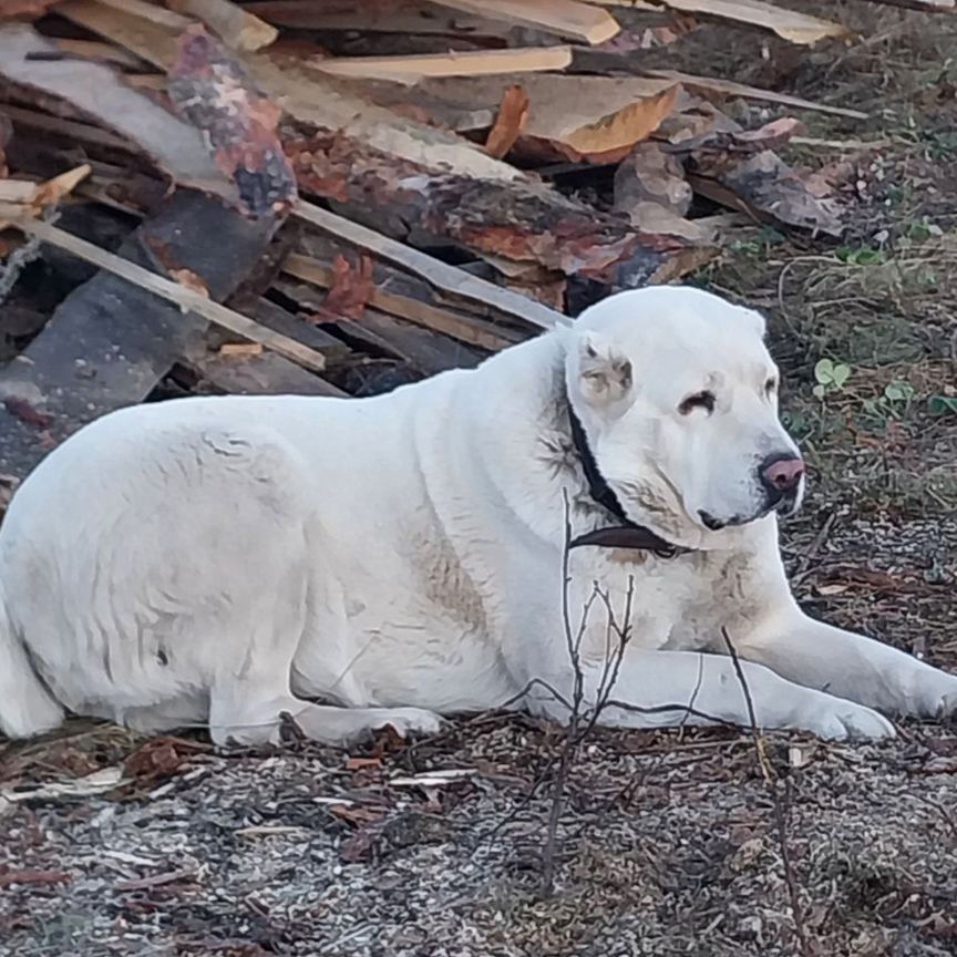 Среднеазиатская овчарка, взрослая собака