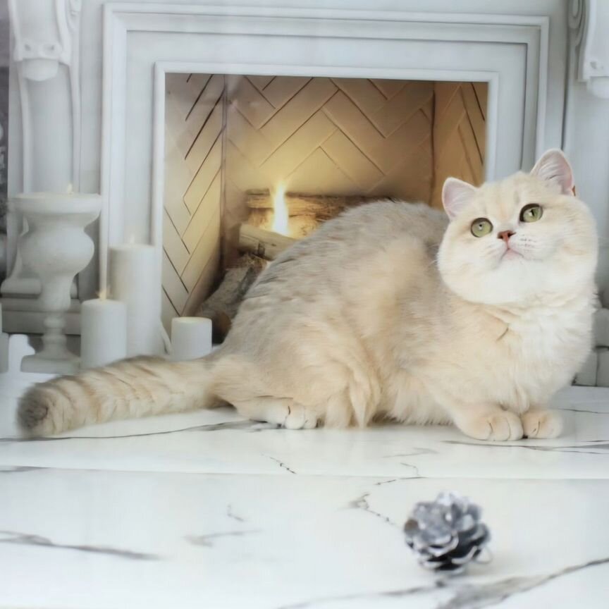 Британский короткошёрстный котёнок