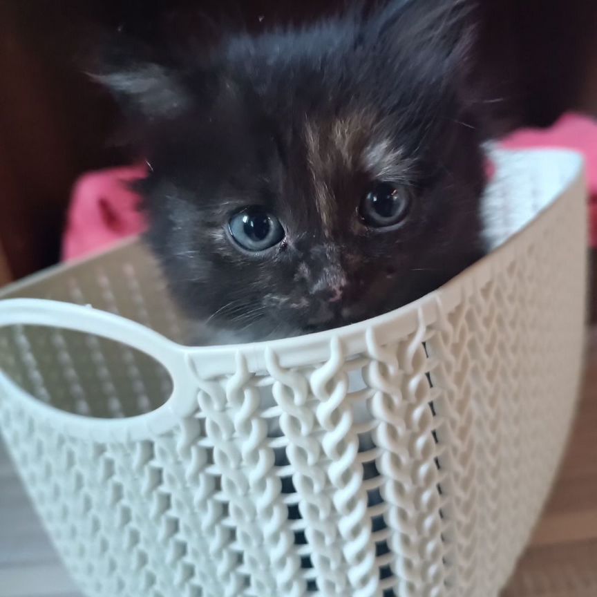 Активный котëнок 1 месяц. Девочка
