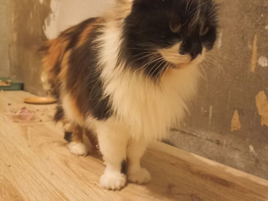 Кошечка