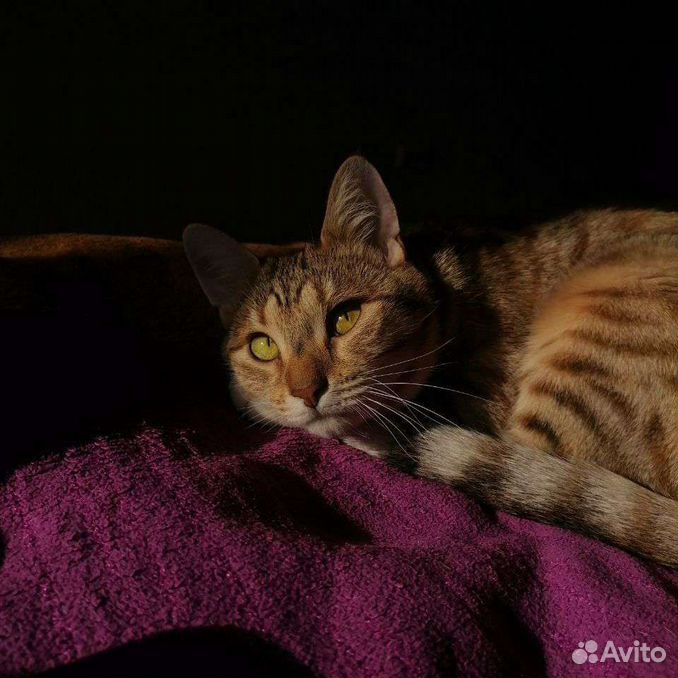 Смесь бенгальской кошки