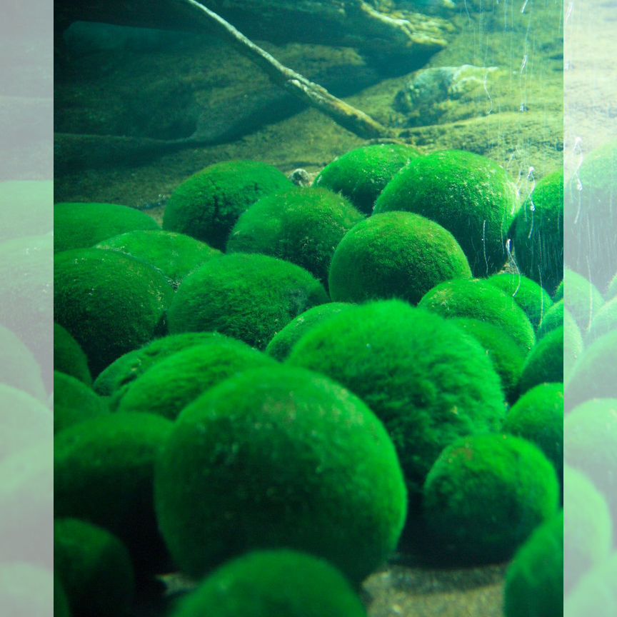 Аквариумные растения