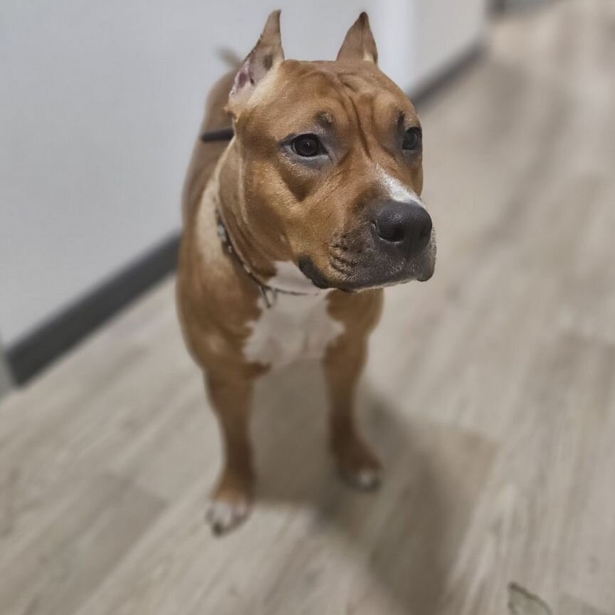 Американский стаффордширский терьер, взрослая собака