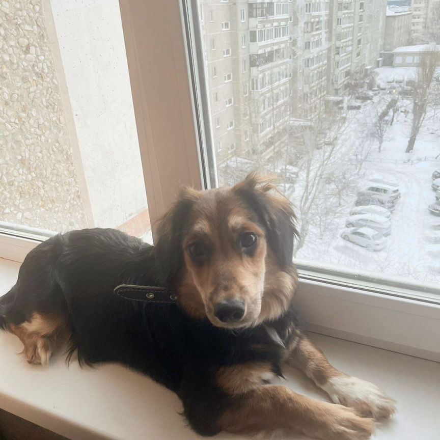 Собака в добрые руки даром