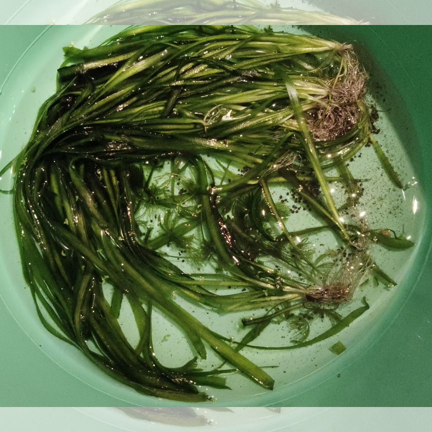 Аквариумное растение