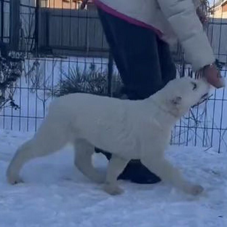 Среднеазиатская овчарка, щенок