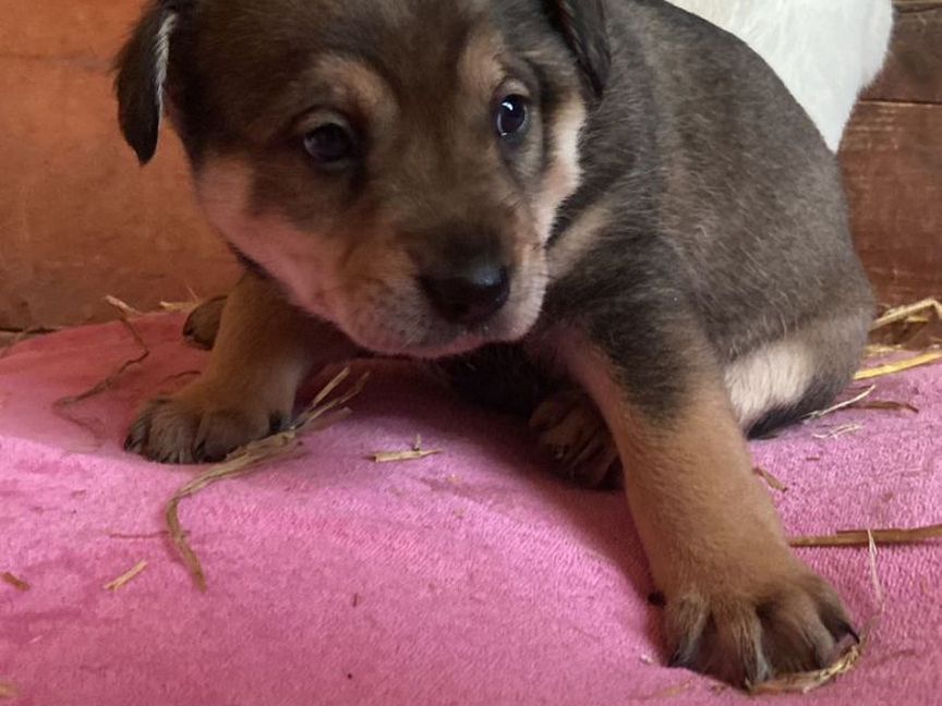 Собака щенок бесплатно