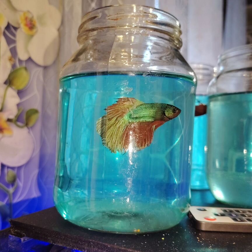 Продам петушков