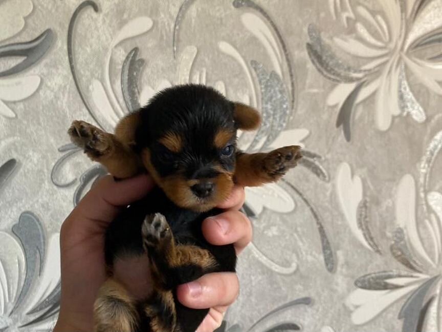 Йоркширский терьер щенки