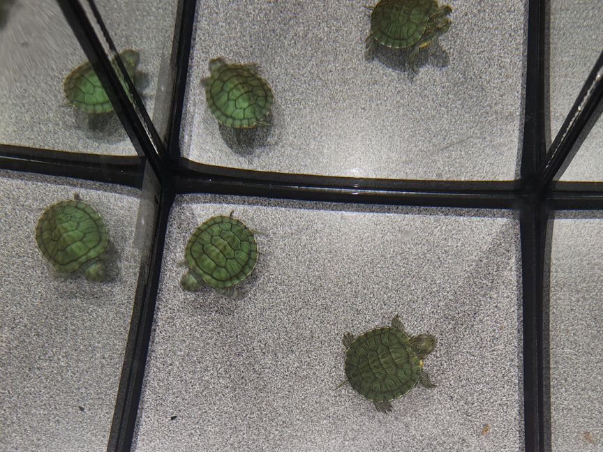 Аквариумные животные