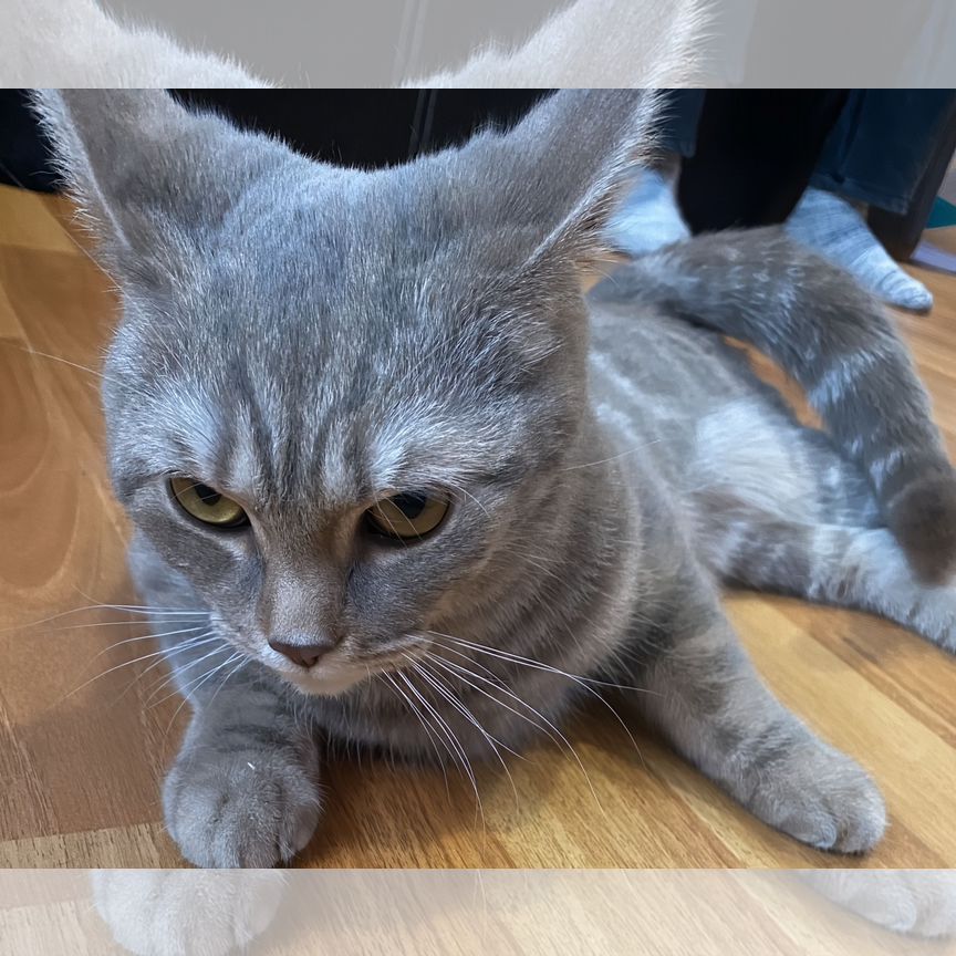 Британская короткошёрстная кошка, вязка