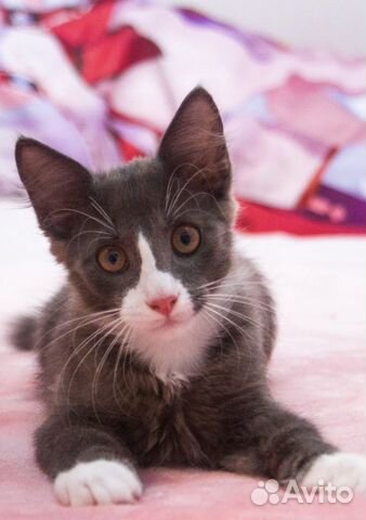 Очаровательный котенок Гриша 3 месяца в дар