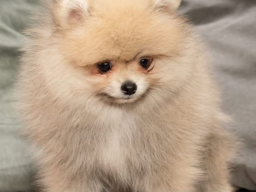 Мальчик померанчик