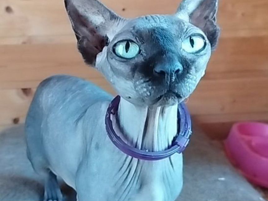 Канадский сфинкс