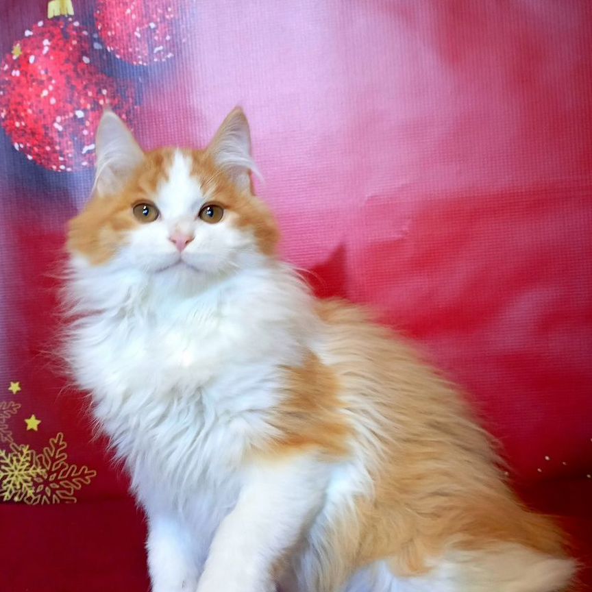 Котик курильского бобтейла