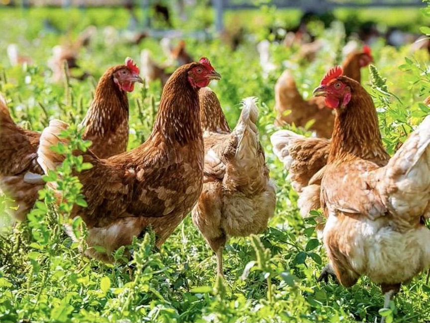 Продажа кур несушек