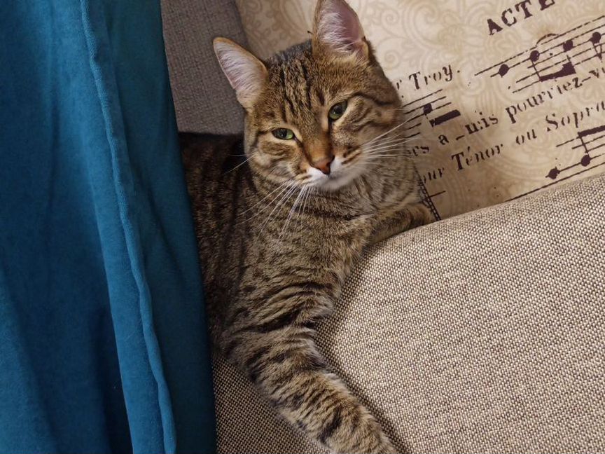Котики бесплатно в добрые руки