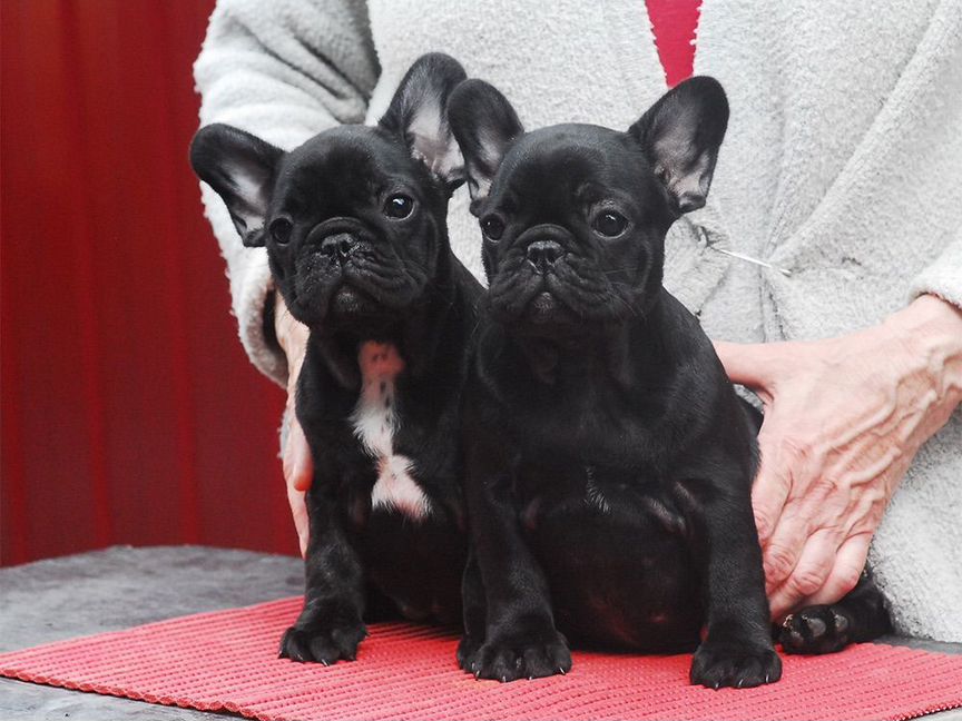 Французский бульдог щенки девочки