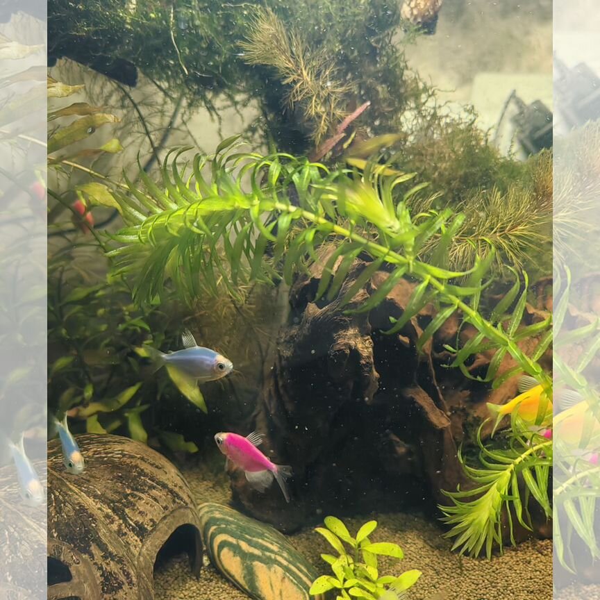 Элодея канадская