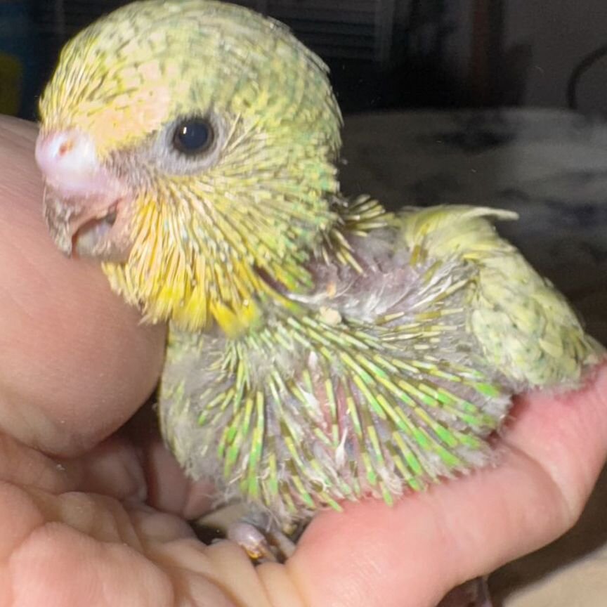 Попугай ввп чех птенец