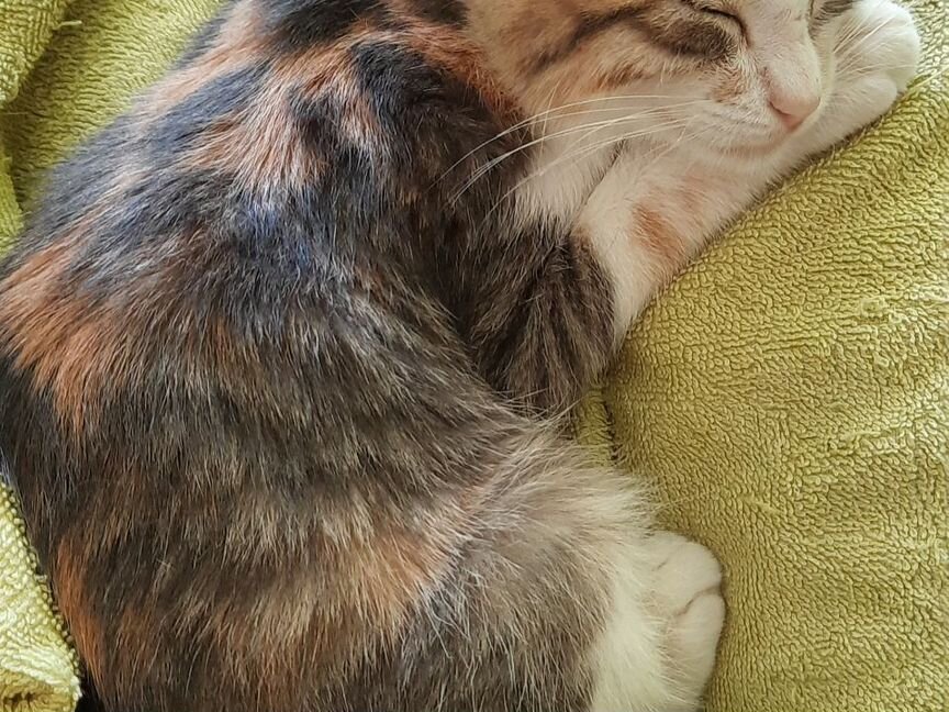 Котенок- эльфёнок, кёрл
