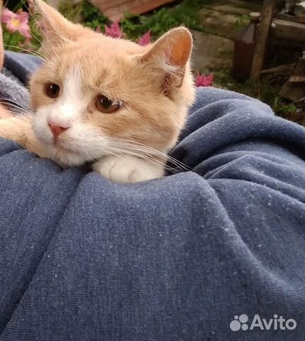 Кошка