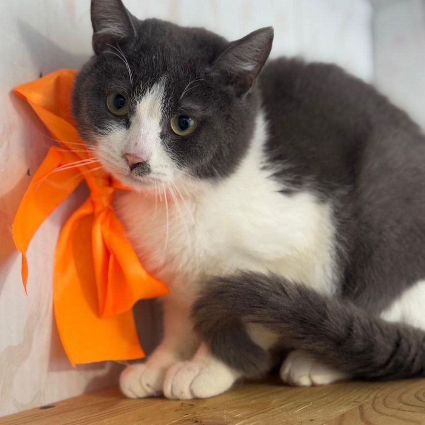 Кошка из приюта