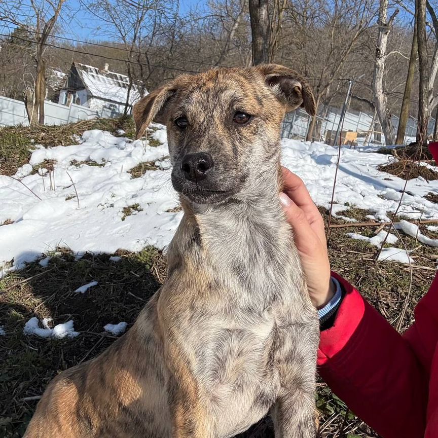 Щенок тигра в добрые руки