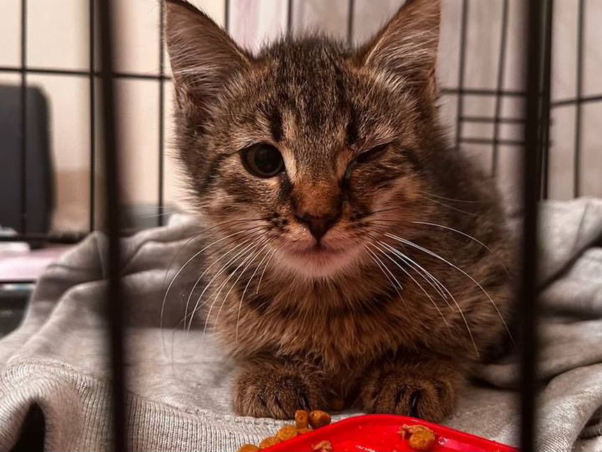Котенок мальчик
