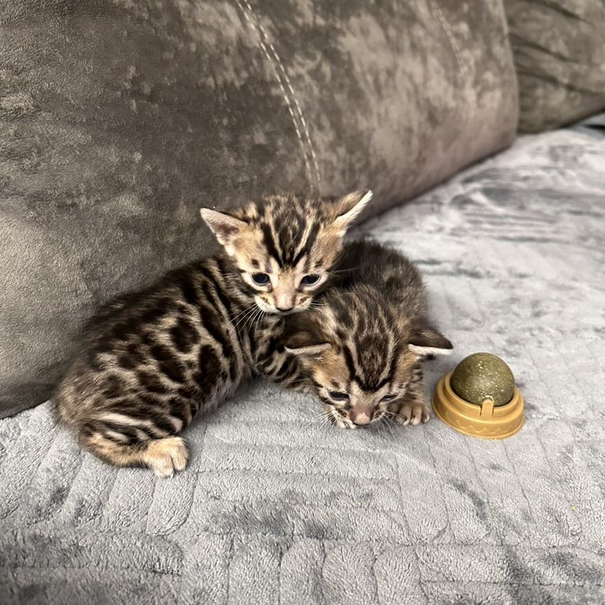 Котята бенгалы