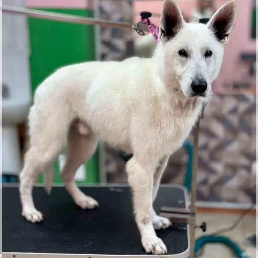 Белая швейцарская овчарка, взрослый пёс