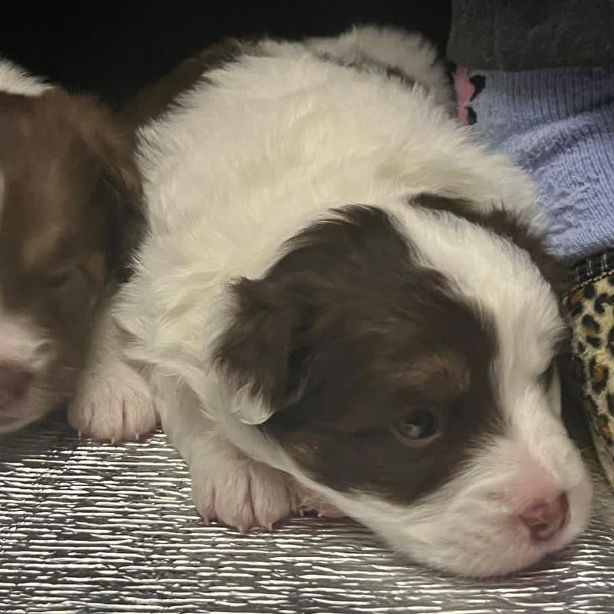 Щенок в добрые руки