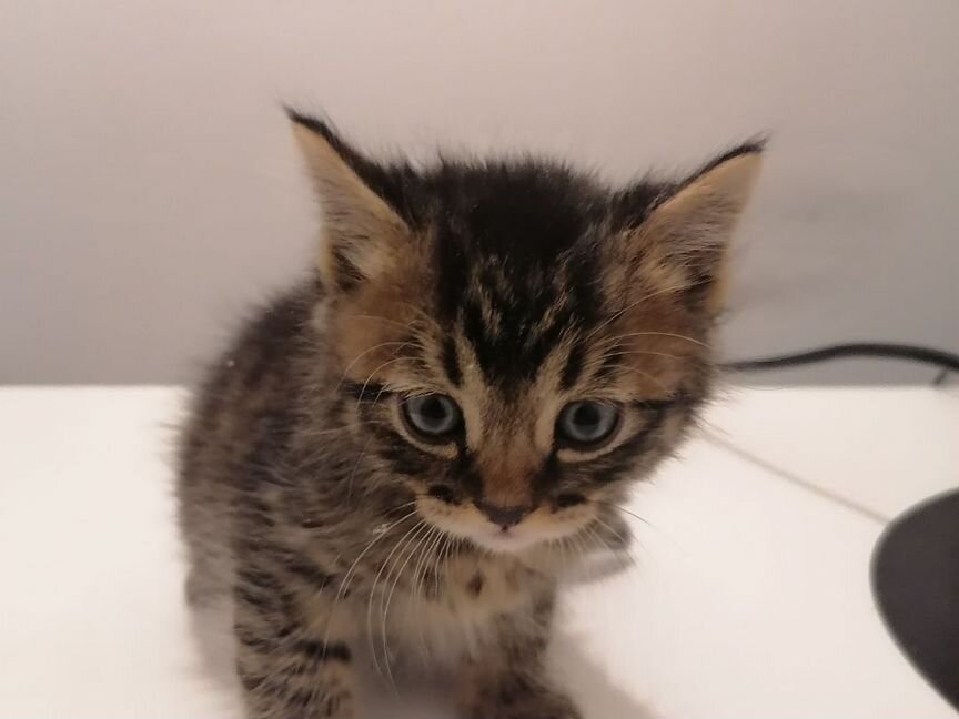 Бенгальская кошка