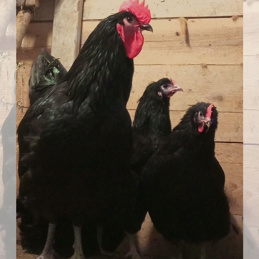 Куры джерсийский гигант